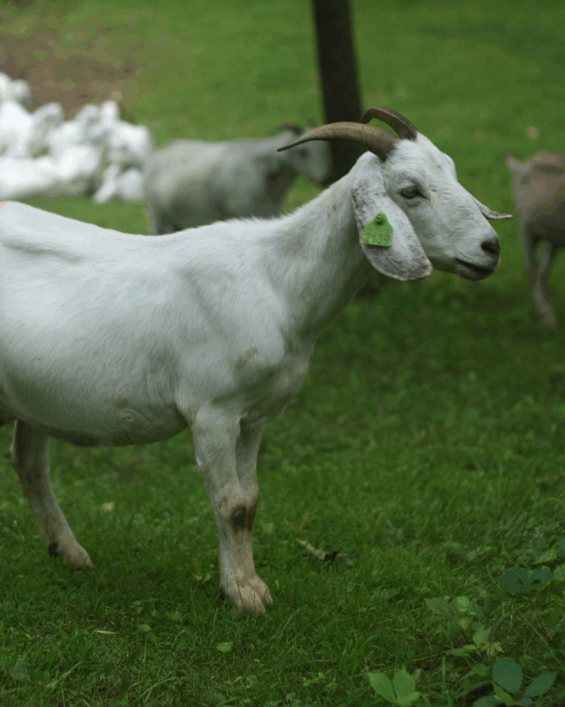 Goats in Our Woods: Targeted Goat Grazing – Unitarian Universalist Society