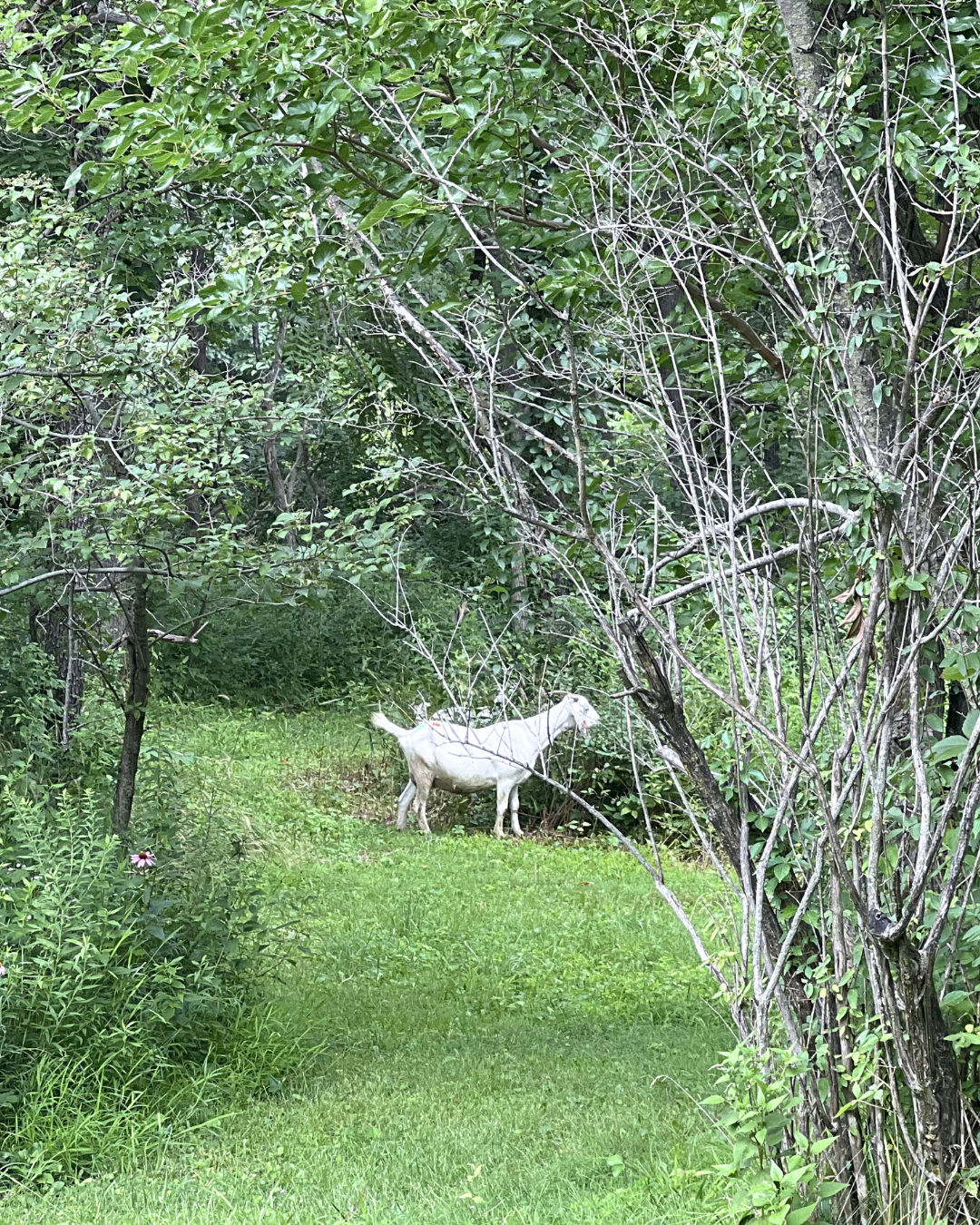 Land Ministry Outdoor Work Day – Unitarian Universalist Society